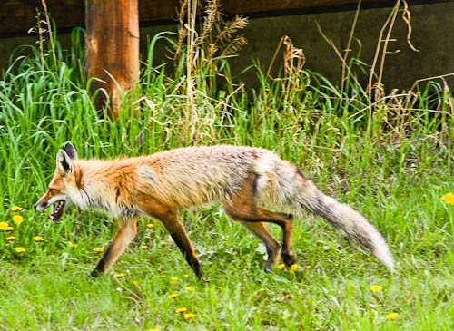 A Montana Pack Trip-A Fox-And A Bucket List-What's In Common??? Covered ...