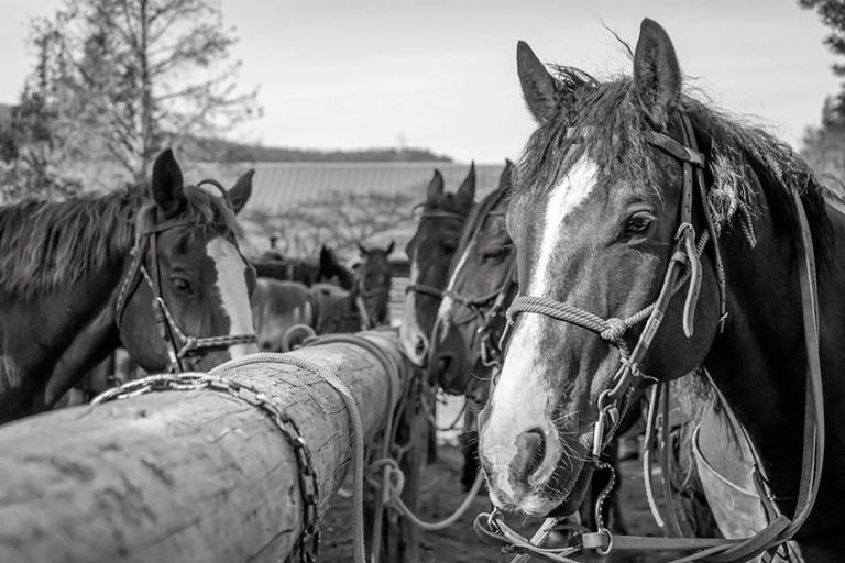 A Montana All-Inclusive Ranch - Covered Wagon Ranch